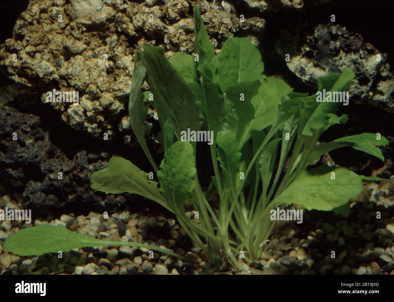 Water cabbage, Rorippa aquatica Stock Photo - Alamy