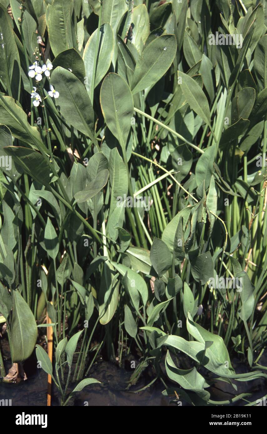 Montevidensis hi-res stock photography and images - Alamy