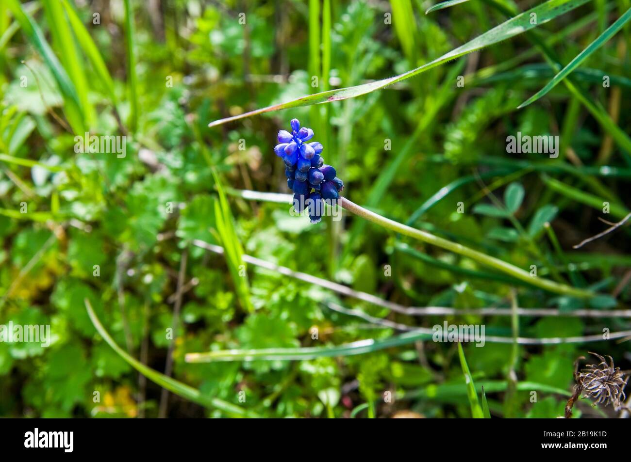 Wild hyacinth. Spanish bluebells Hyacinthoides hispanica. Endymion ...