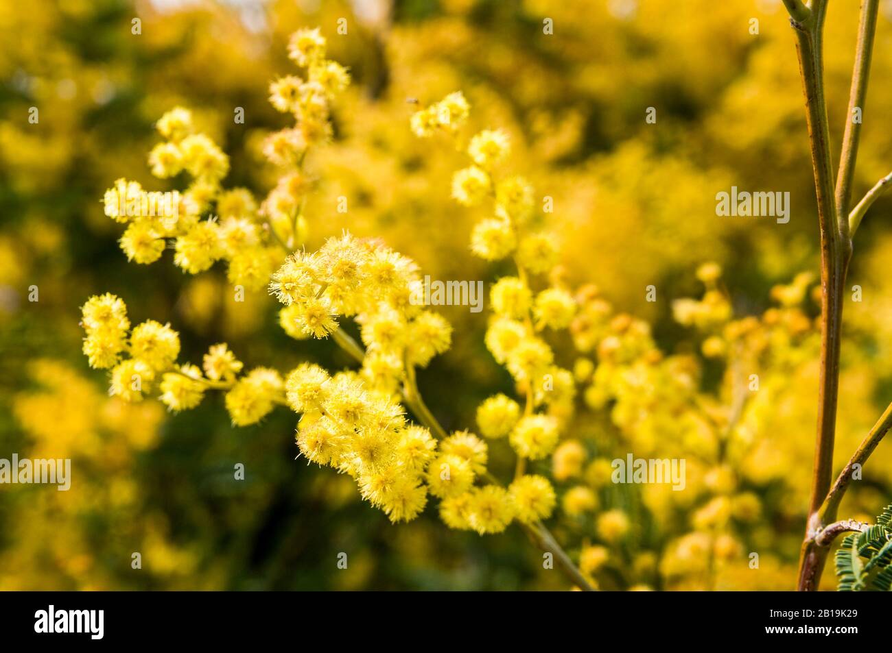 Background with yellow flowers of the mimosa tree. Acacia dealbata ...