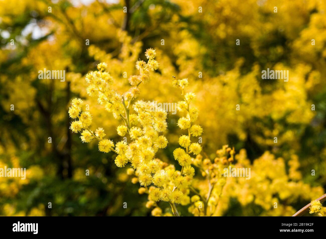 Acacia dealbata flowers hi-res stock photography and images - Alamy