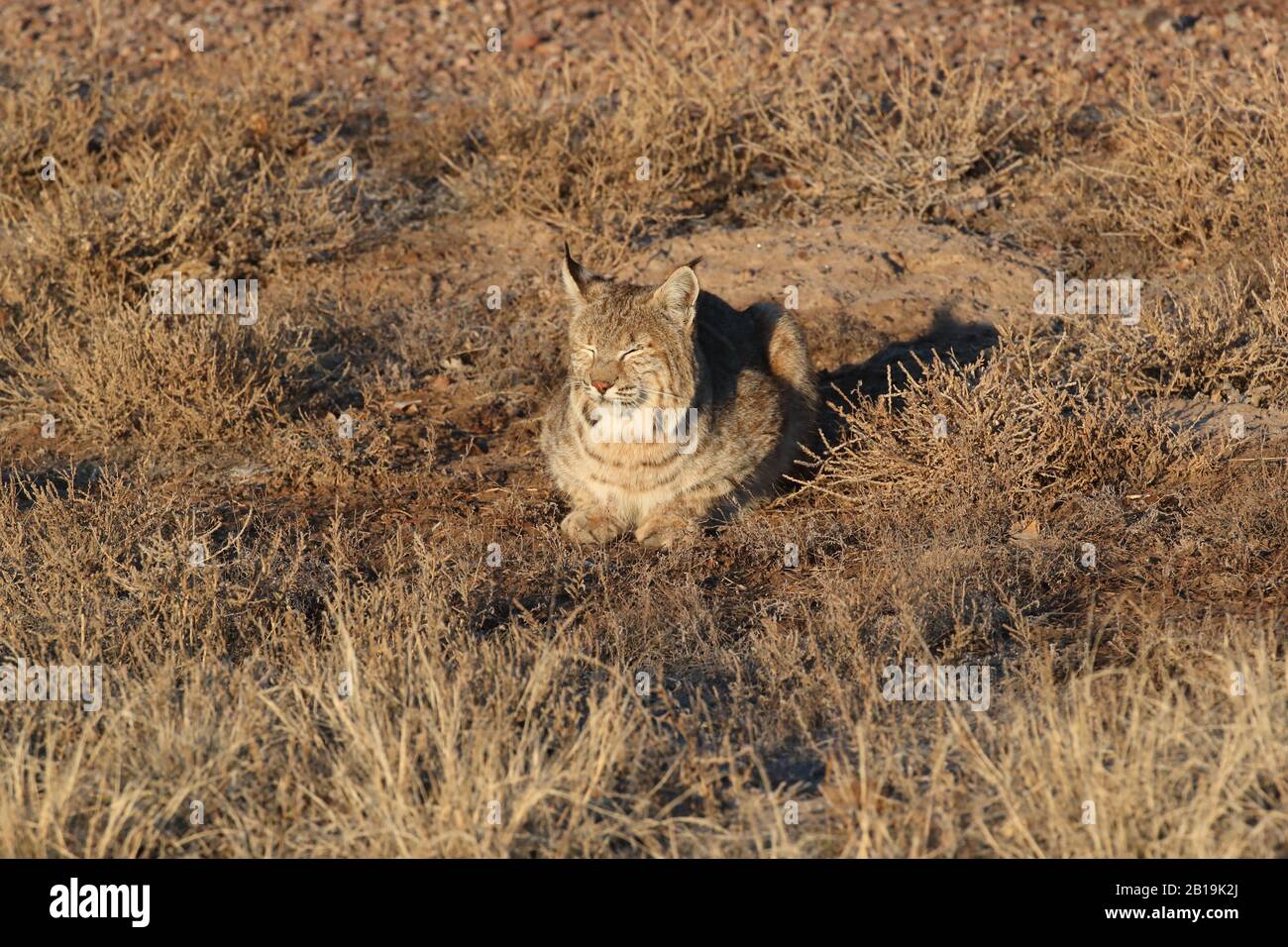 Bobcatc (Lynx rufus) Bosque del Apache National Wildlife Refuge Stock ...