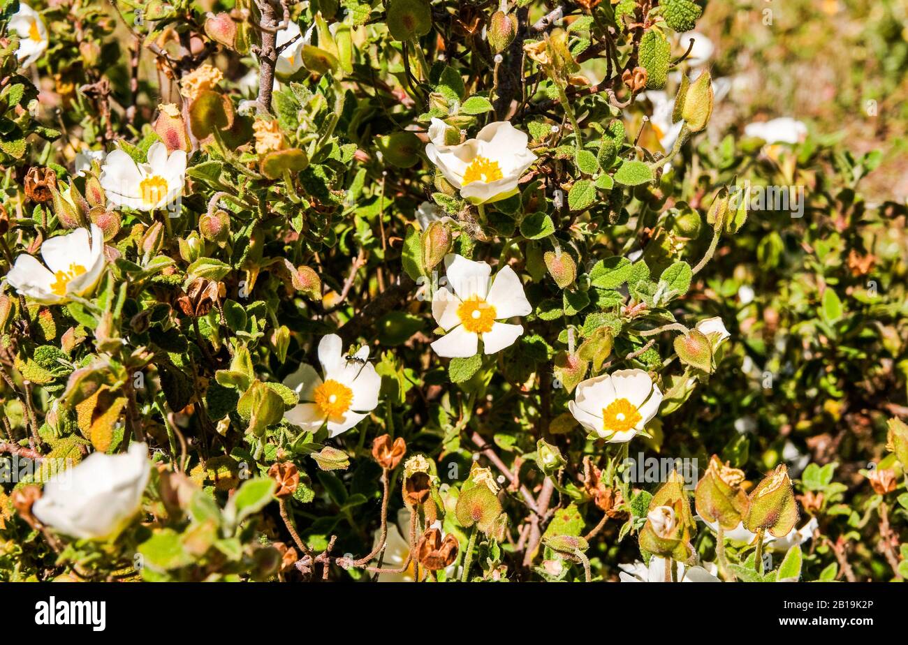 Cistus albidus L, White rockrose, White steppe. ALBINO specimen Stock ...