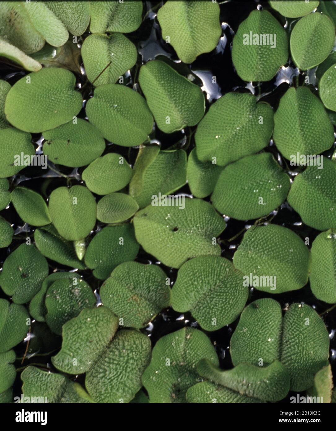 Water spangles, Salvinia minima Stock Photo - Alamy