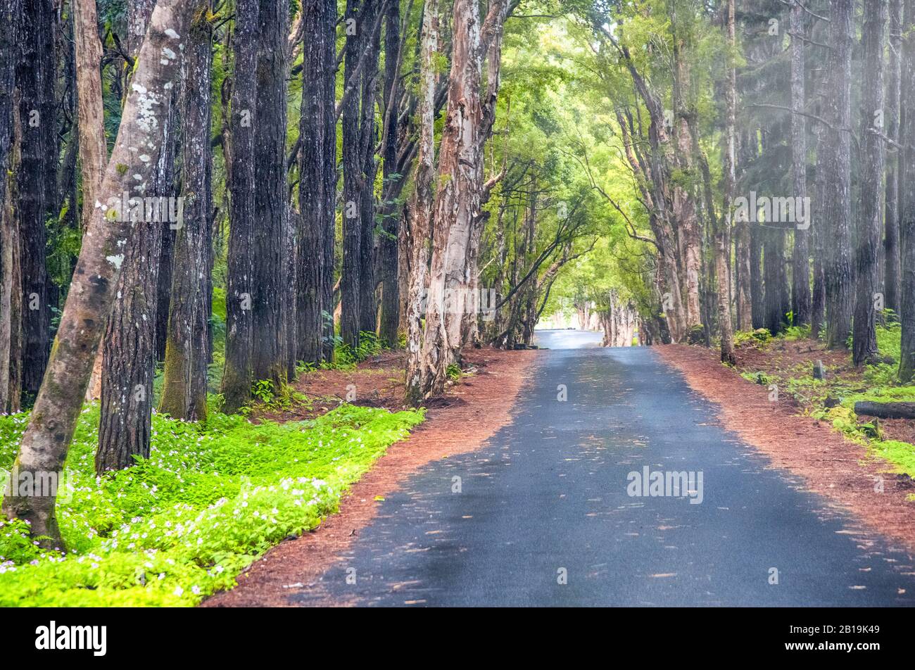 Beautiful alley with road, trees and green vegetation Stock Photo - Alamy