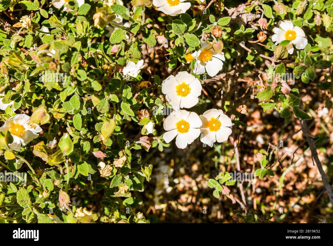 Field rose bush hi-res stock photography and images - Alamy