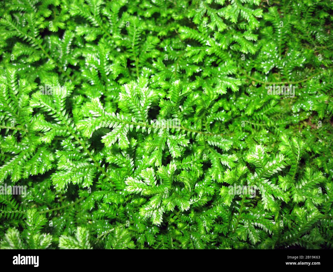 Rare spikemoss, Selaginella uncinata Stock Photo - Alamy