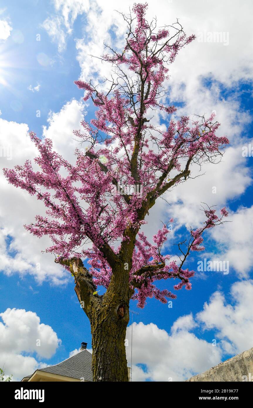 Crown of a flowering tree with small pink flowers. Tree of love, Cercis ...