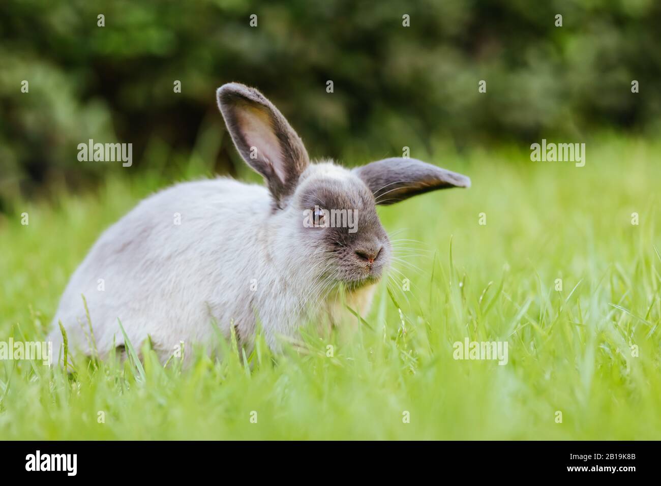 A Lop Rabbit Outside in Long Grass Stock Photo - Alamy