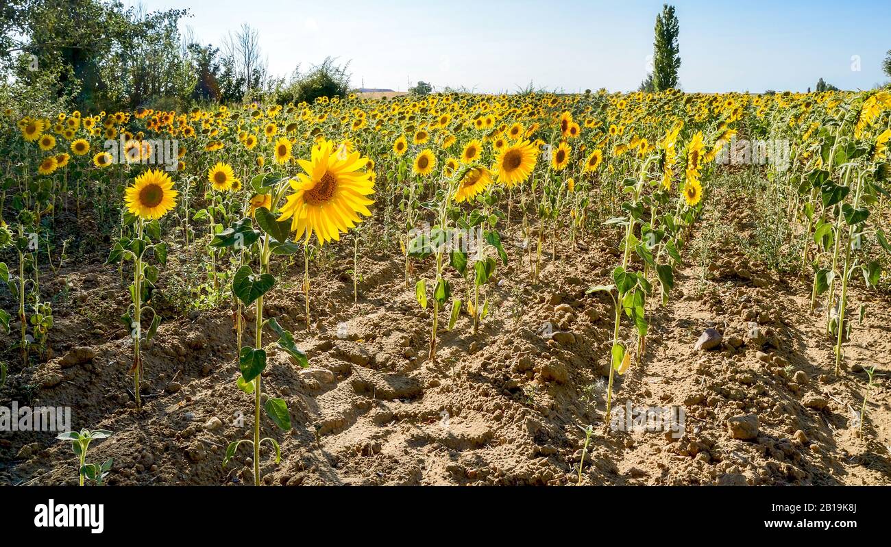 Sunflower cultivation on a sunny summer day in Spain. Helianthus annuus ...