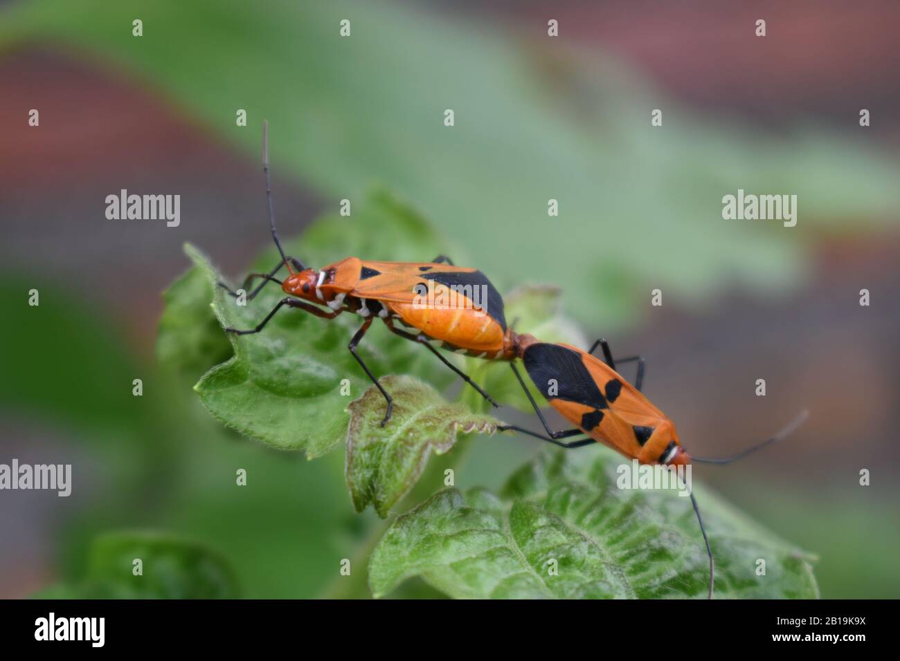 Close up photo of Milkweed bugs mating Stock Photo - Alamy