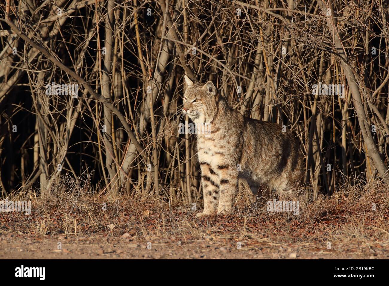 Bobcatc (Lynx rufus) Bosque del Apache National Wildlife Refuge Stock ...