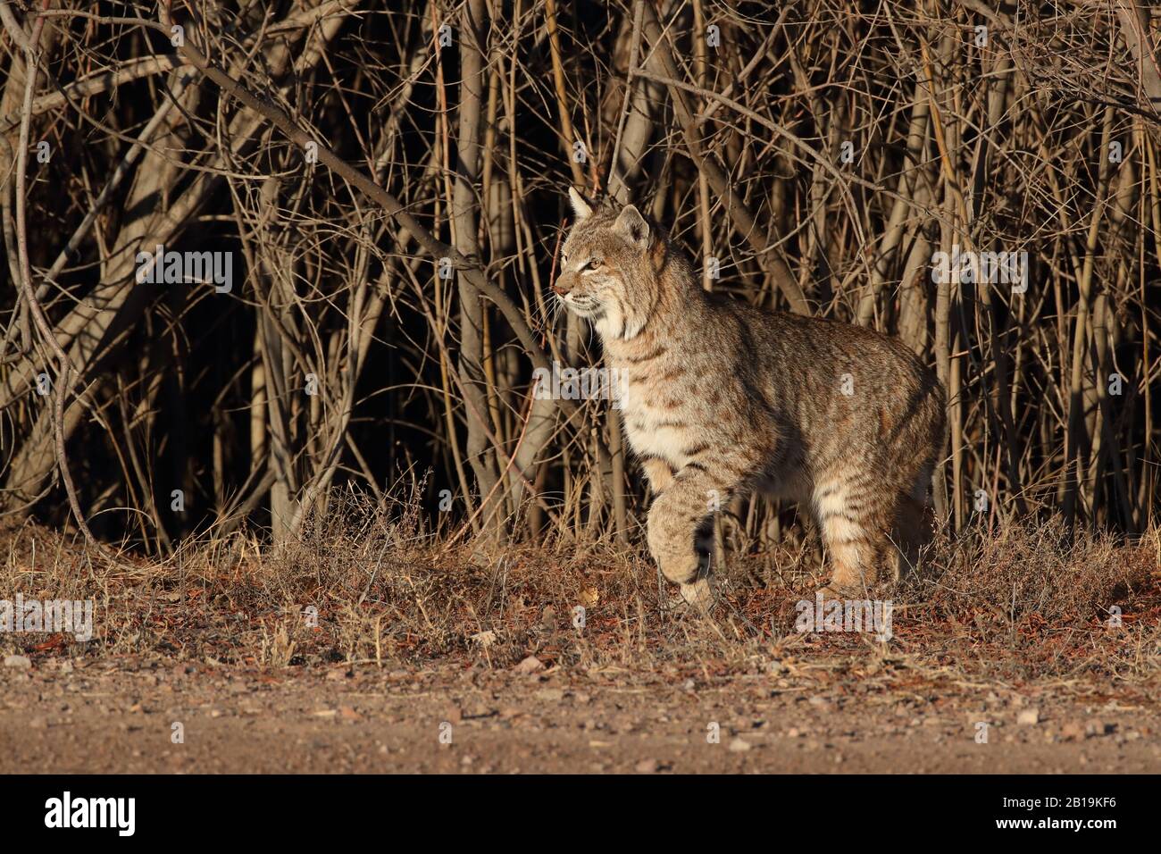 Bobcatc (Lynx rufus) Bosque del Apache National Wildlife Refuge Stock ...