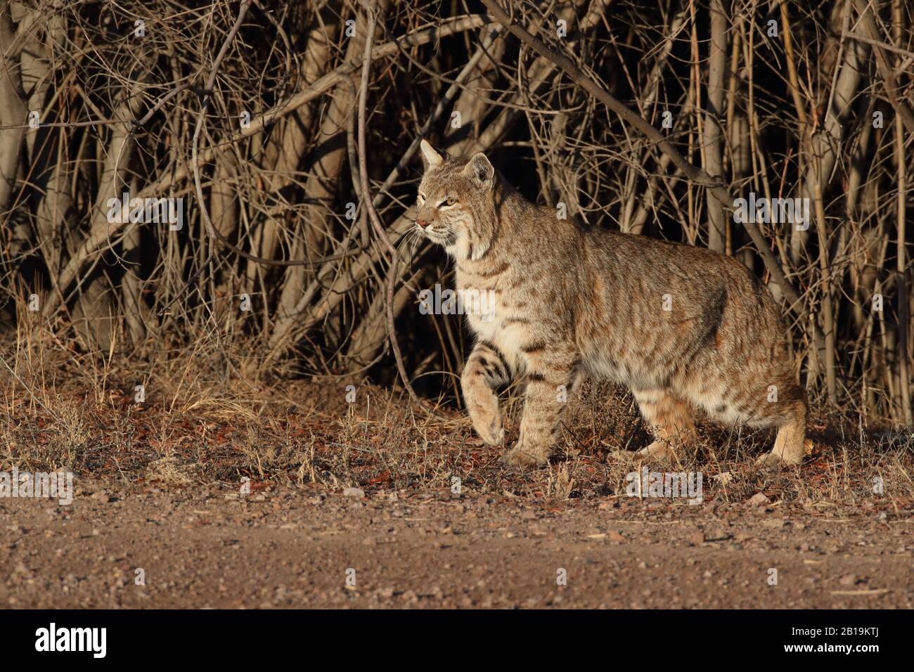 Bobcatc (Lynx rufus) Bosque del Apache National Wildlife Refuge Stock ...