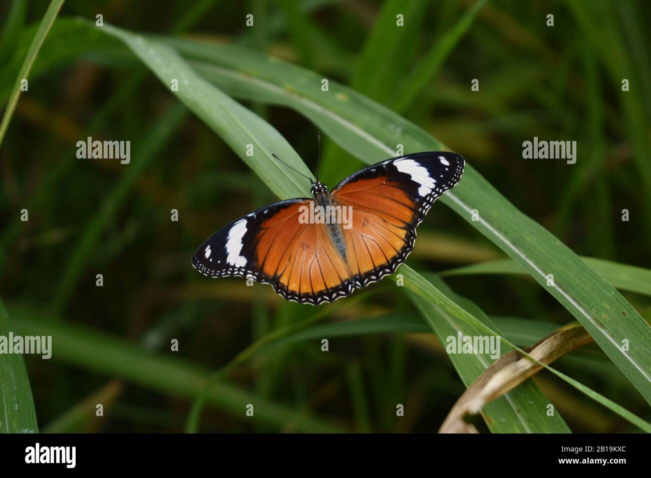 Female Danaid Eggfly (Hypolimnas misippus Stock Photo - Alamy