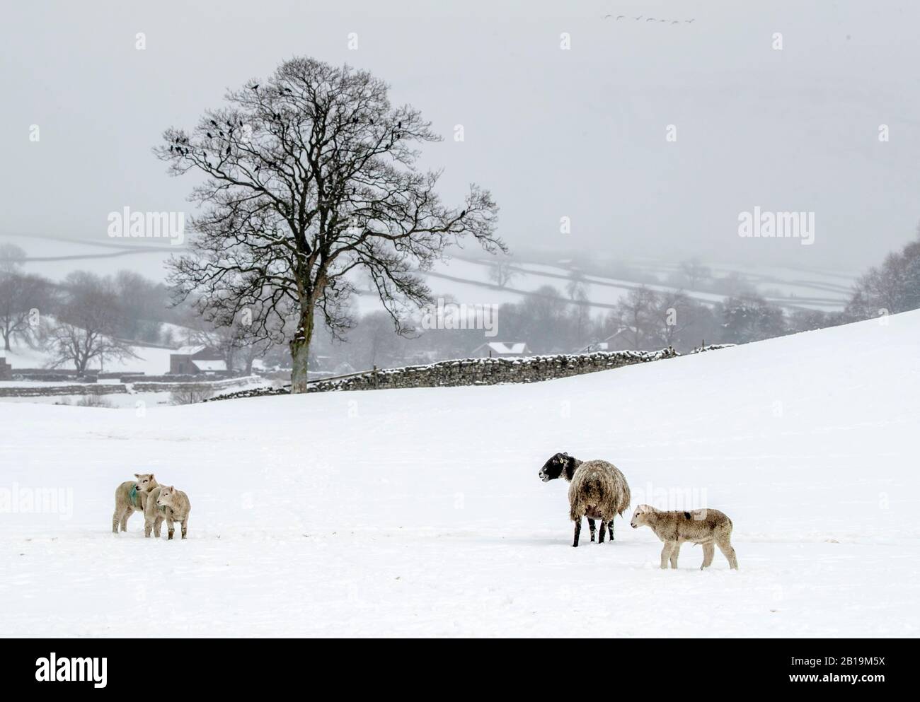 Sheep and lambs in the snow on a farm in Bainbridge in North Yorkshire ...