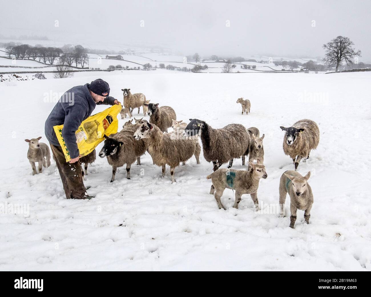 Darren Percival tends to his sheep in the snow on a farm in Bainbridge ...