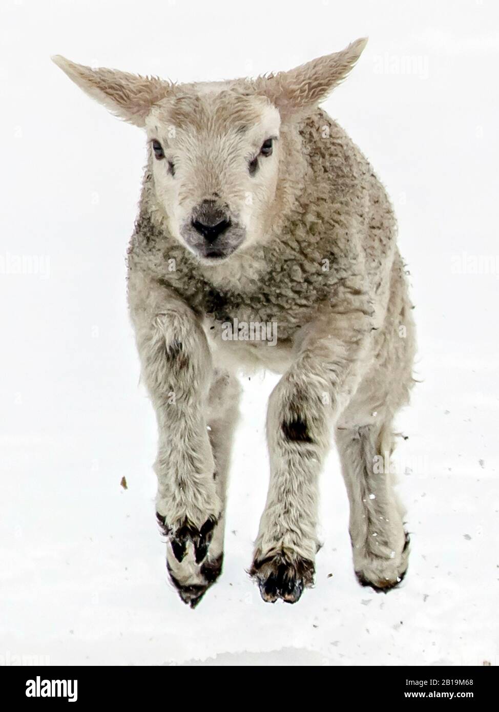 A lamb in the snow on a farm in Bainbridge in North Yorkshire after ...