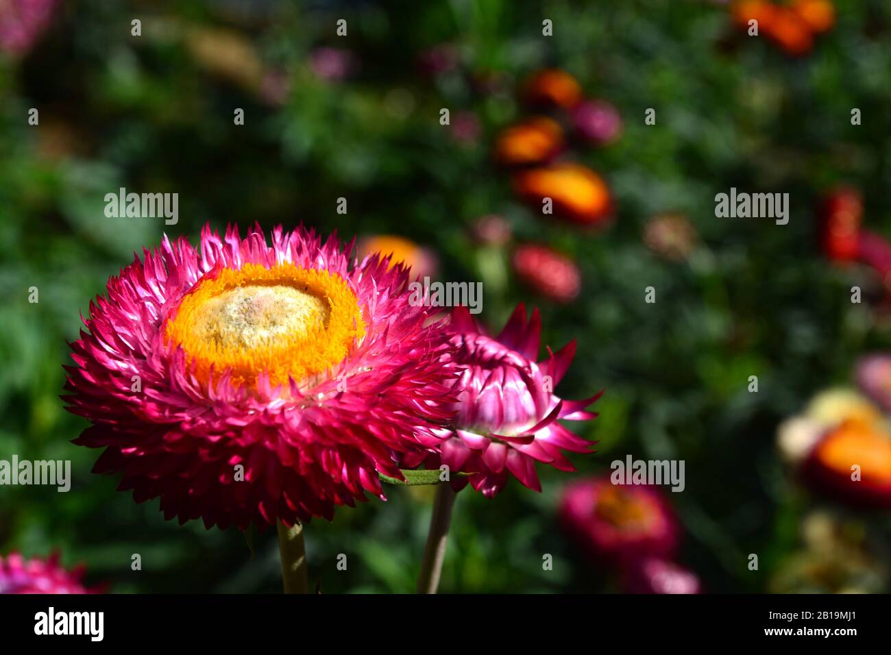 straw flower or everlasting or paper daisy flower and copy space for ...
