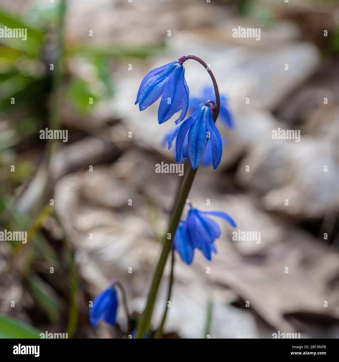 blooming scilla flowers of violet color against the background of dry ...