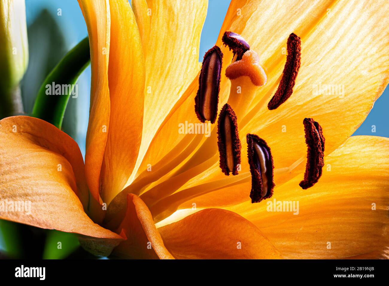 Flower lily stigma hi-res stock photography and images - Alamy