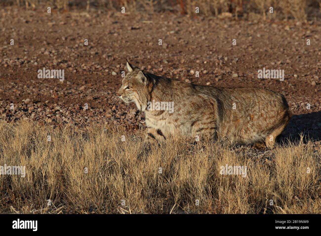 Bobcatc (Lynx rufus) Bosque del Apache National Wildlife Refuge Stock ...