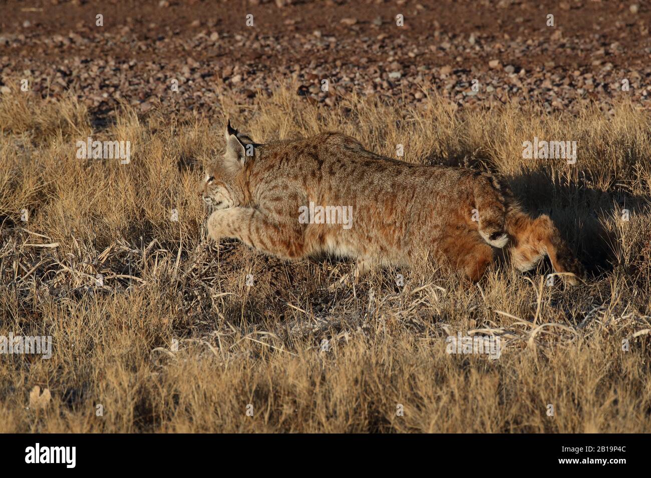 Bobcatc (Lynx rufus) Bosque del Apache National Wildlife Refuge Stock ...