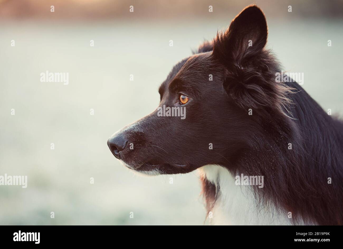 Border collie side profile hi-res stock photography and images - Alamy