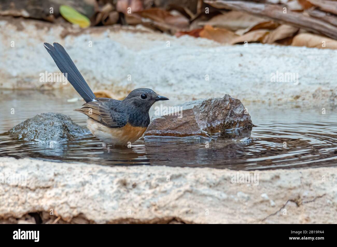 Female White-rumped Shama in a pond quenching its thirst Stock Photo ...