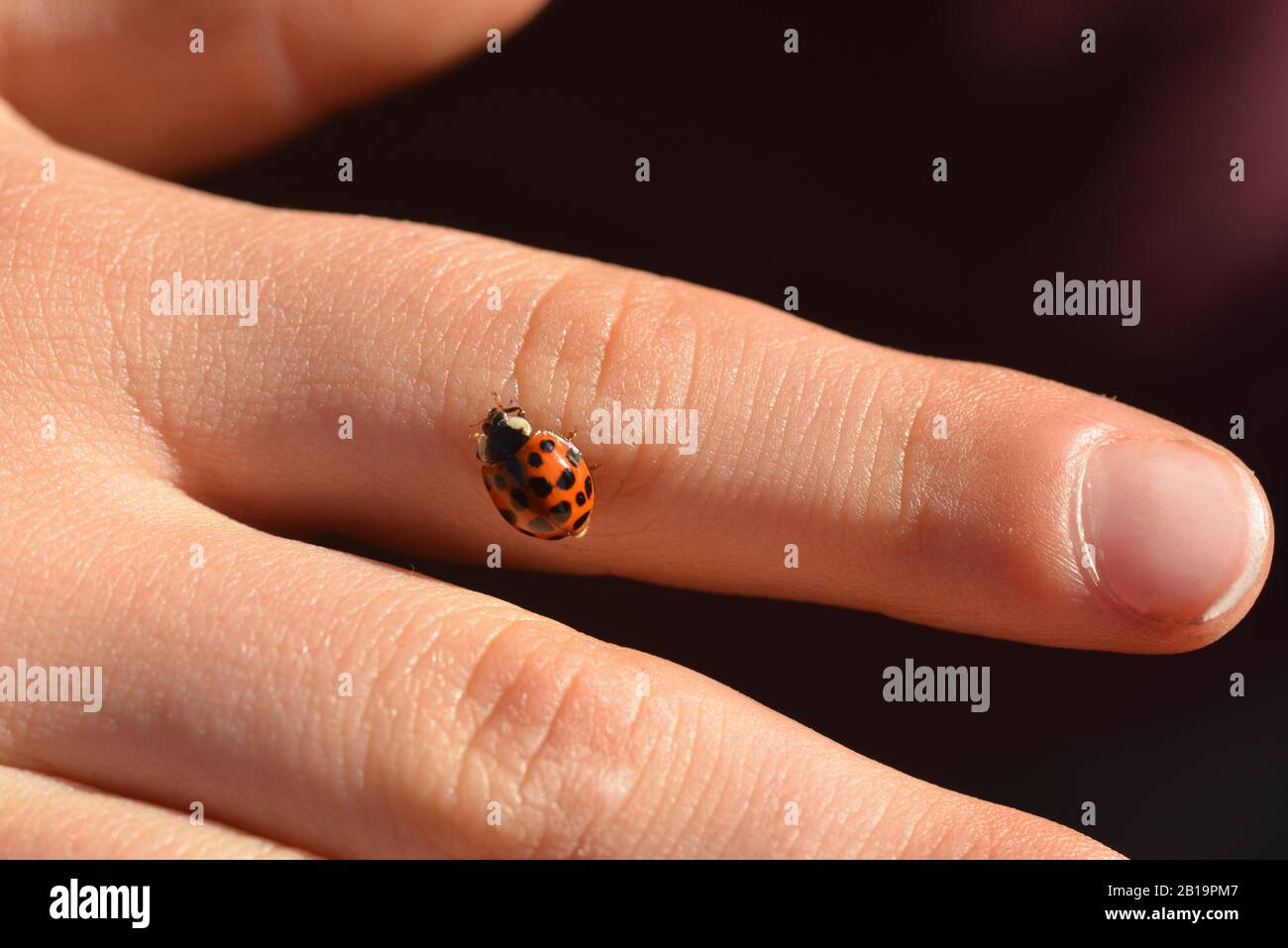Close up of an ladybird insect is sitting on a childs finger Stock ...