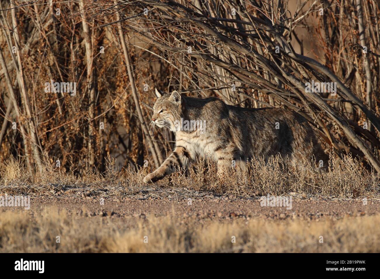 Bobcatc (Lynx rufus) Bosque del Apache National Wildlife Refuge Stock ...