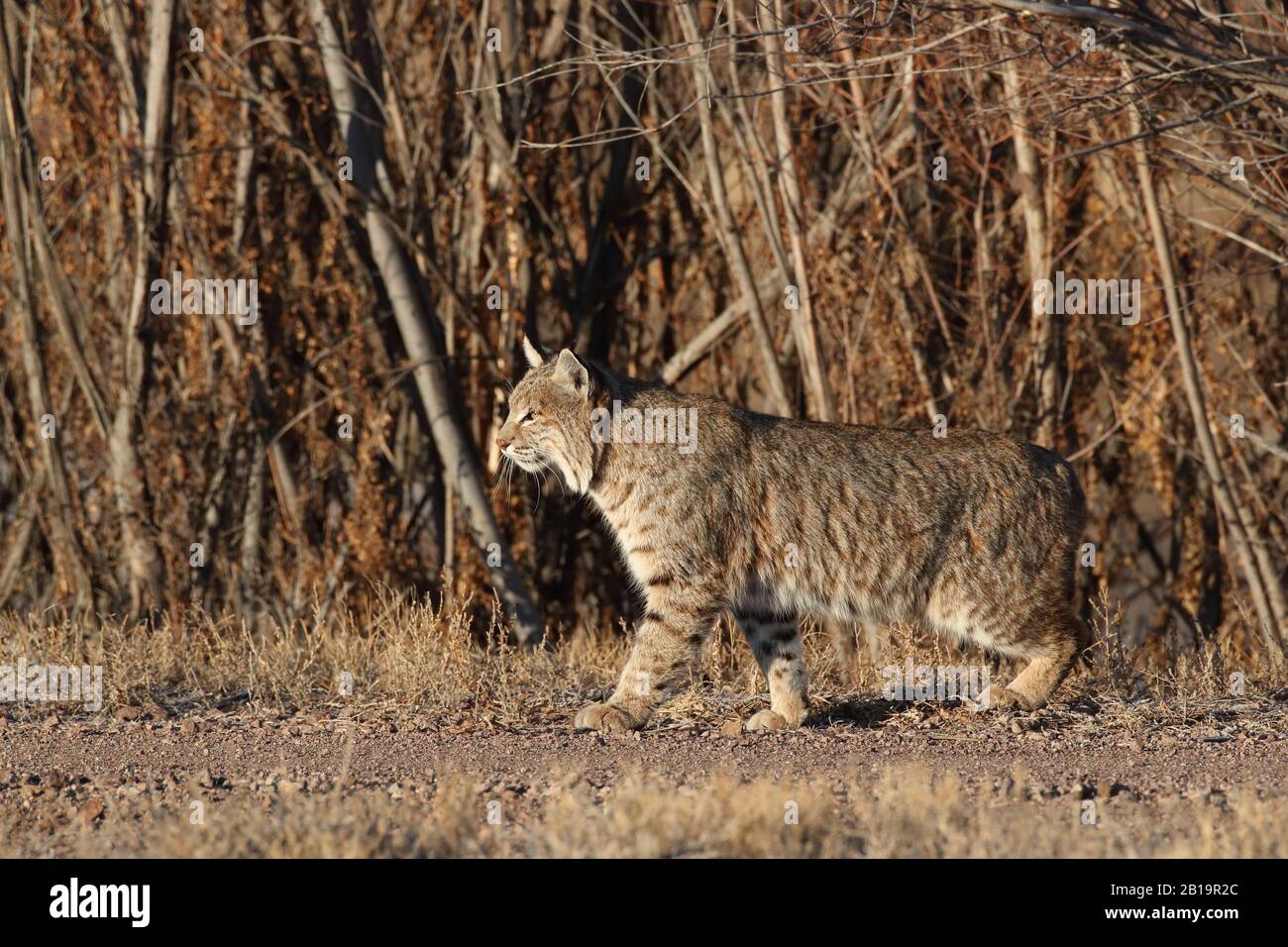 Bobcatc (Lynx rufus) Bosque del Apache National Wildlife Refuge Stock ...
