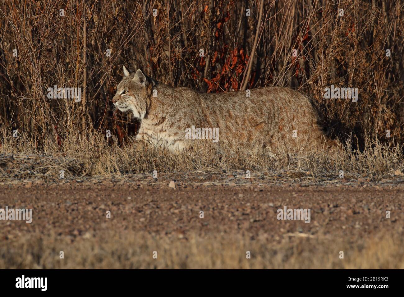 Bobcatc (Lynx rufus) Bosque del Apache National Wildlife Refuge Stock ...