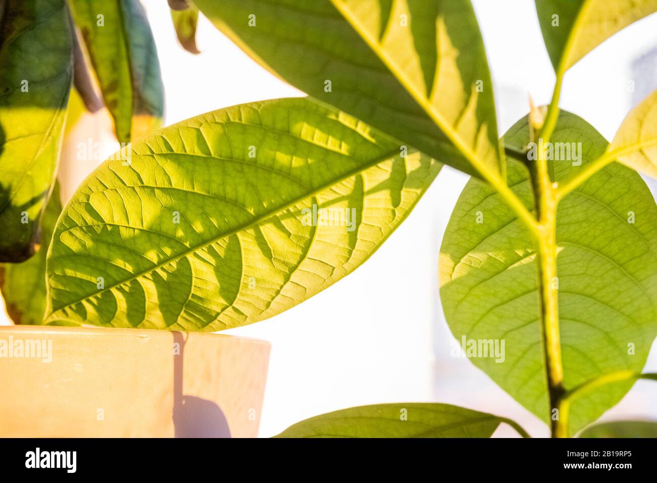 Closeup of fresh, green avocado stalk with leaves cultivated in a pot ...