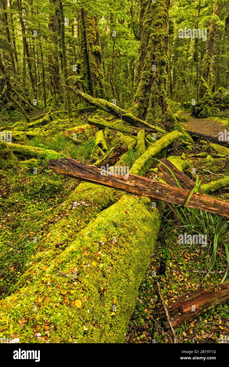 Fiordland forest moss hi-res stock photography and images - Alamy