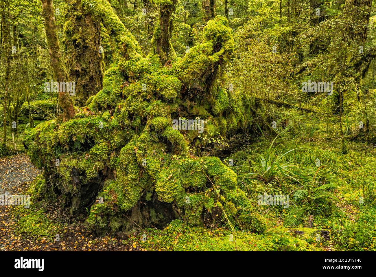 Moss covered fallen trees in red beech forest, Lake Gunn Nature Walk ...