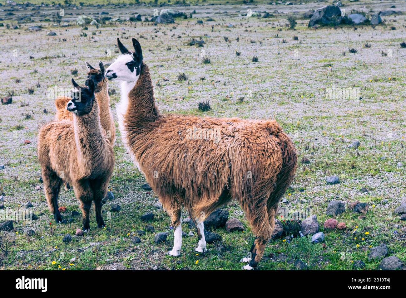 Llamas (Alpaca) in Andes Mountains, Ecuador, South America Stock Photo ...