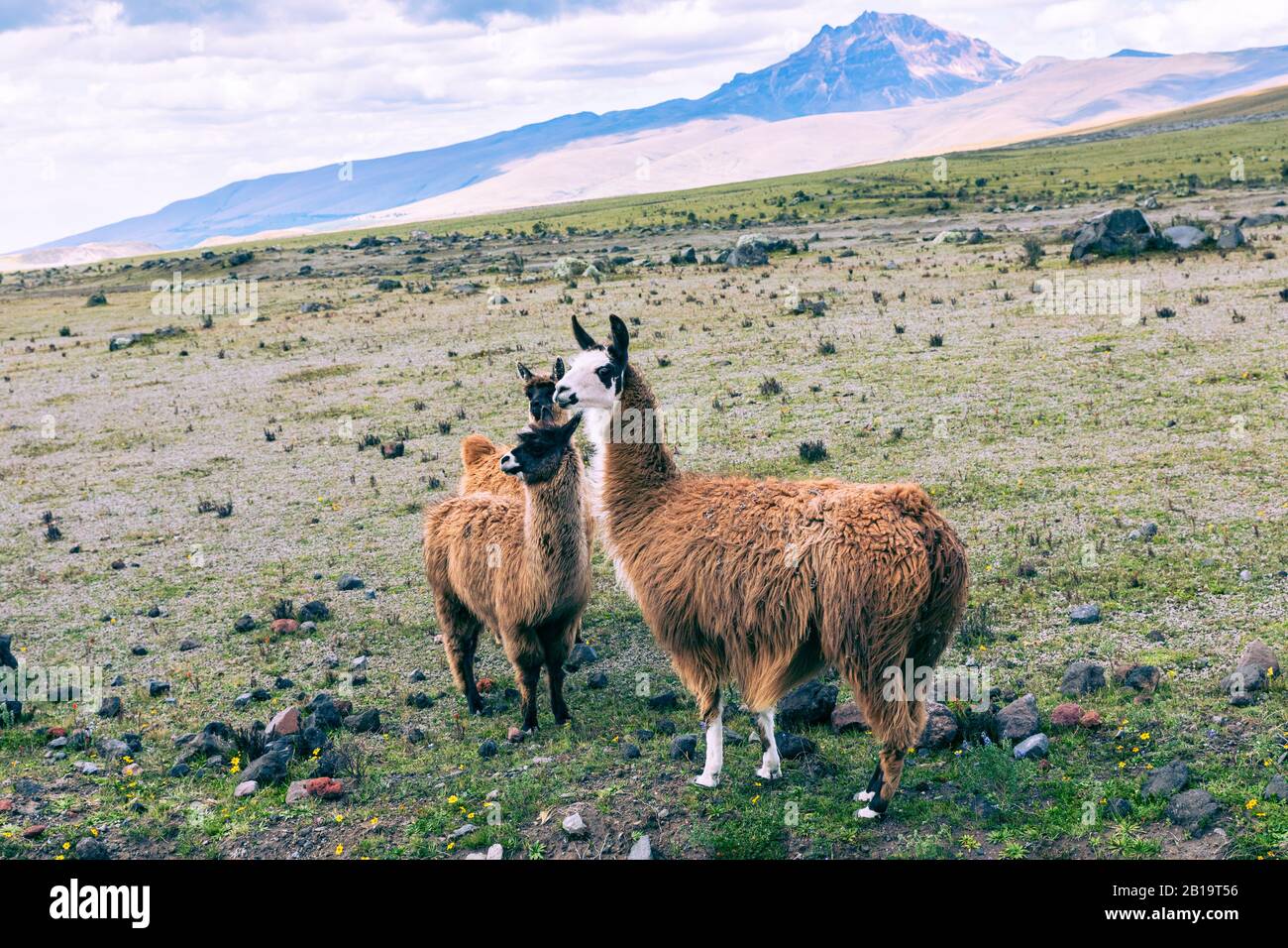 Llamas (Alpaca) in Andes Mountains, Ecuador, South America Stock Photo ...