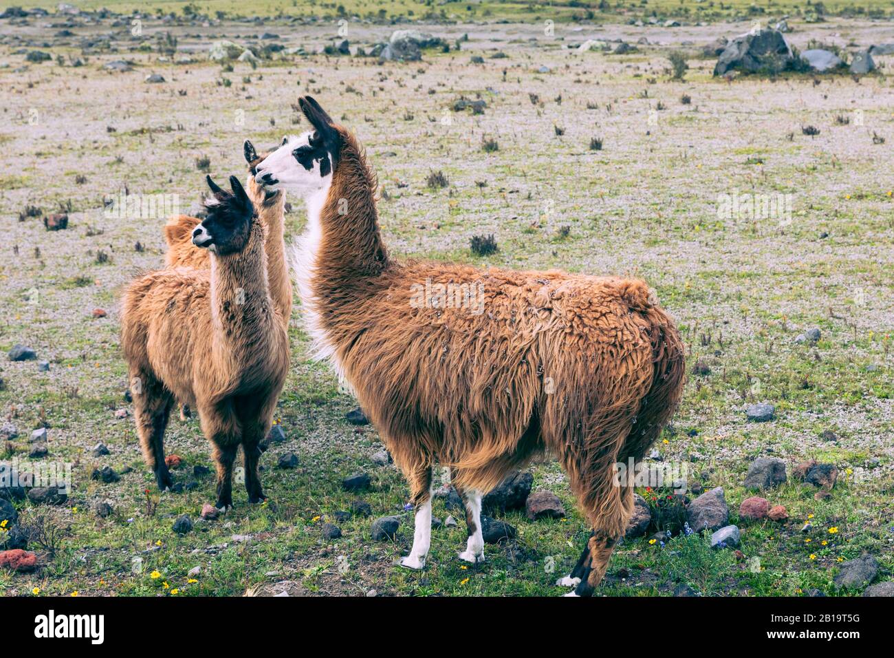 Llamas (Alpaca) in Andes Mountains, Ecuador, South America Stock Photo ...