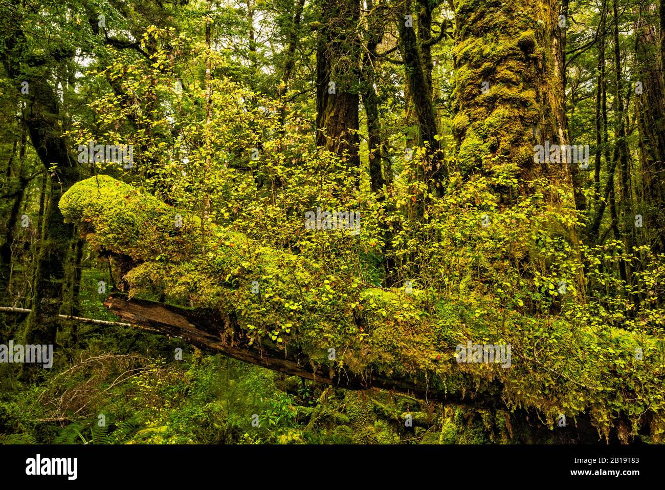 Nurse log hi-res stock photography and images - Alamy