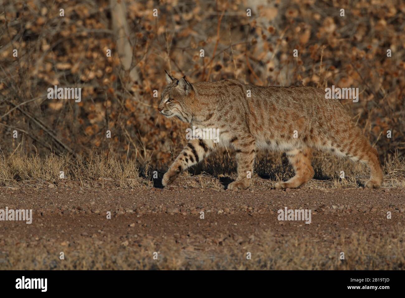 Bobcatc (Lynx rufus) Bosque del Apache National Wildlife Refuge Stock ...