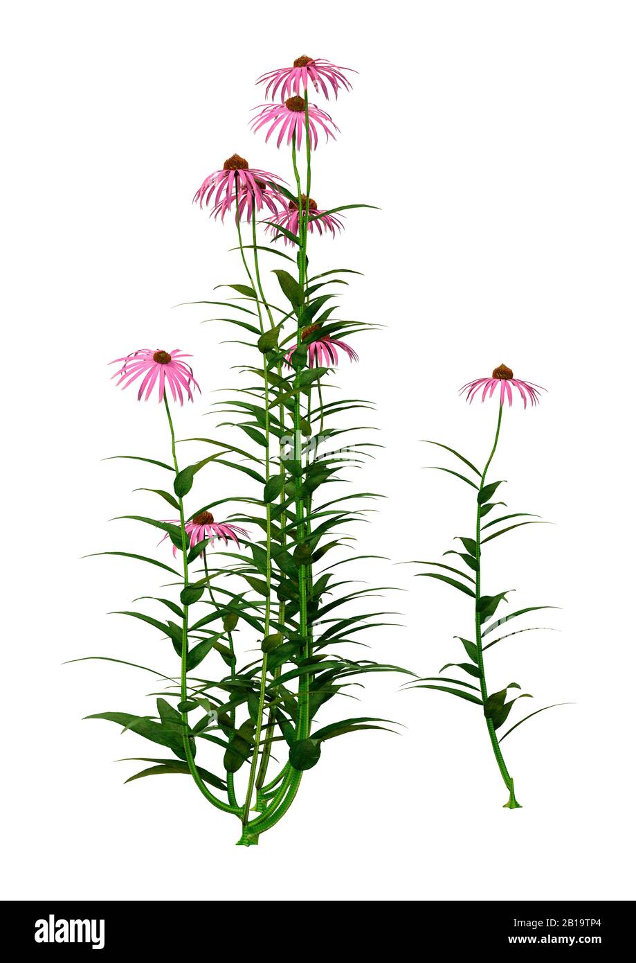 3D rendering of cone flowers isolated on white background Stock Photo ...