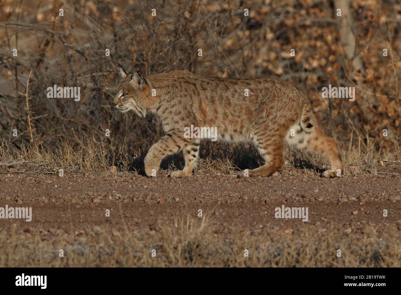Bobcatc (Lynx rufus) Bosque del Apache National Wildlife Refuge Stock ...