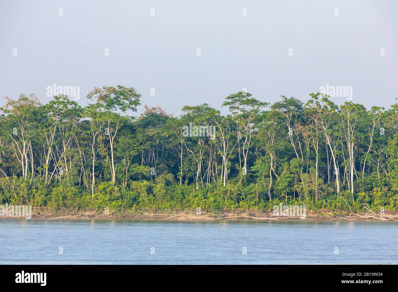 Amazing scenic view Tropical forest with jungle river on background ...