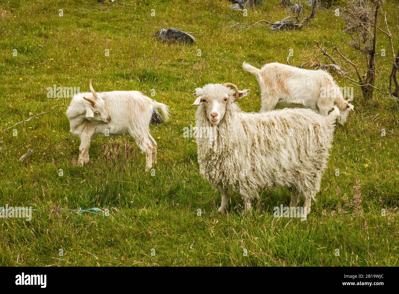 Unshorn hi-res stock photography and images - Alamy