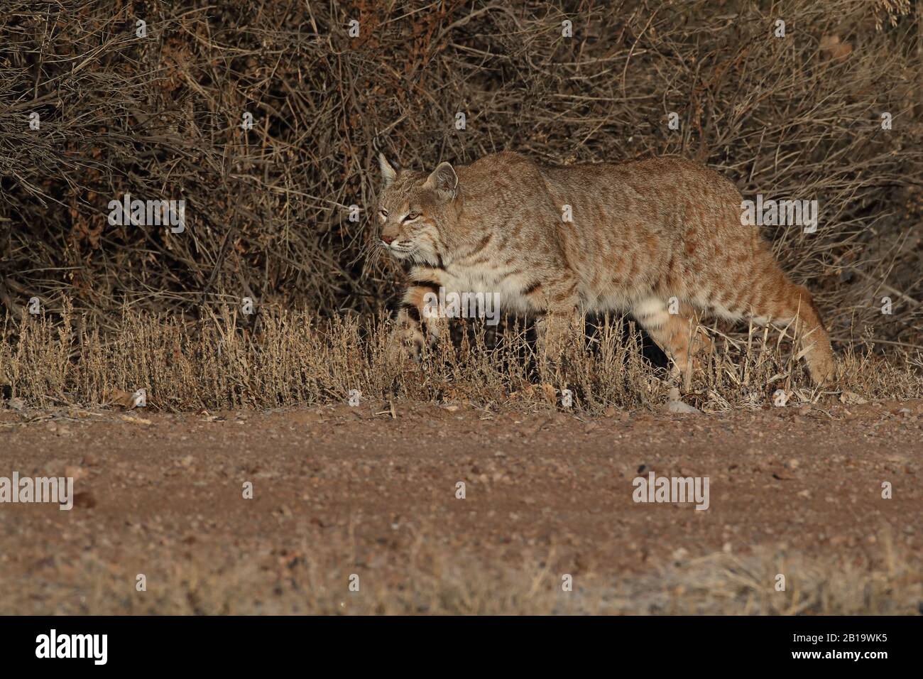 Bobcatc (Lynx rufus) Bosque del Apache National Wildlife Refuge Stock ...