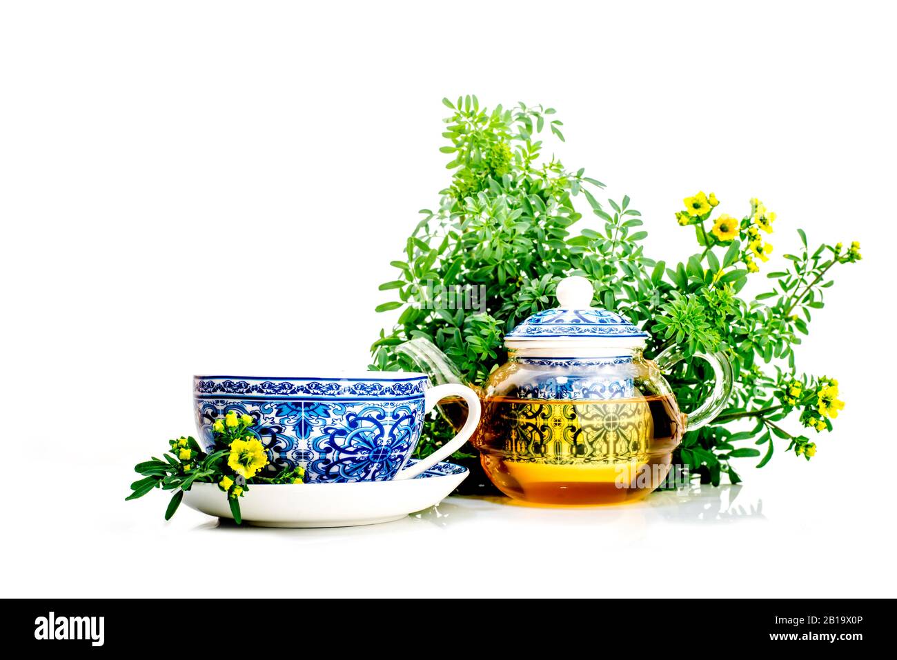 Rue infusion ( Ruta Graveolens ) . Cup, teapot and rue plant with ...