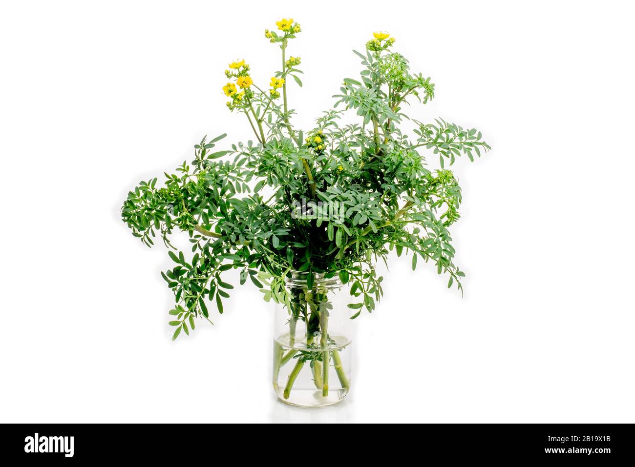 Rue flowering plant in a glass with water on white background. ( Ruta ...