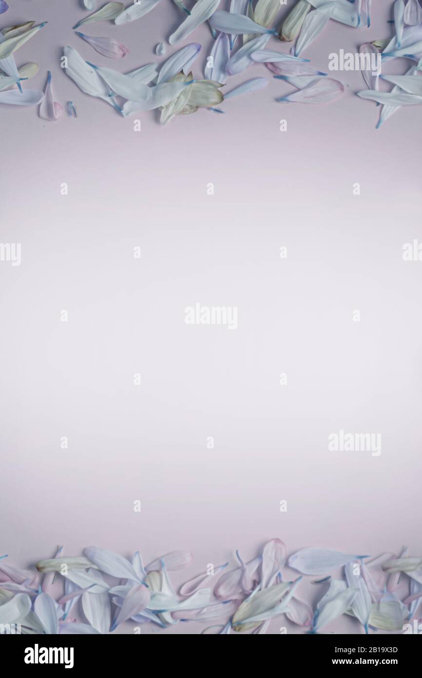 fabulous spring or summer frame top and bottom framing with flower ...