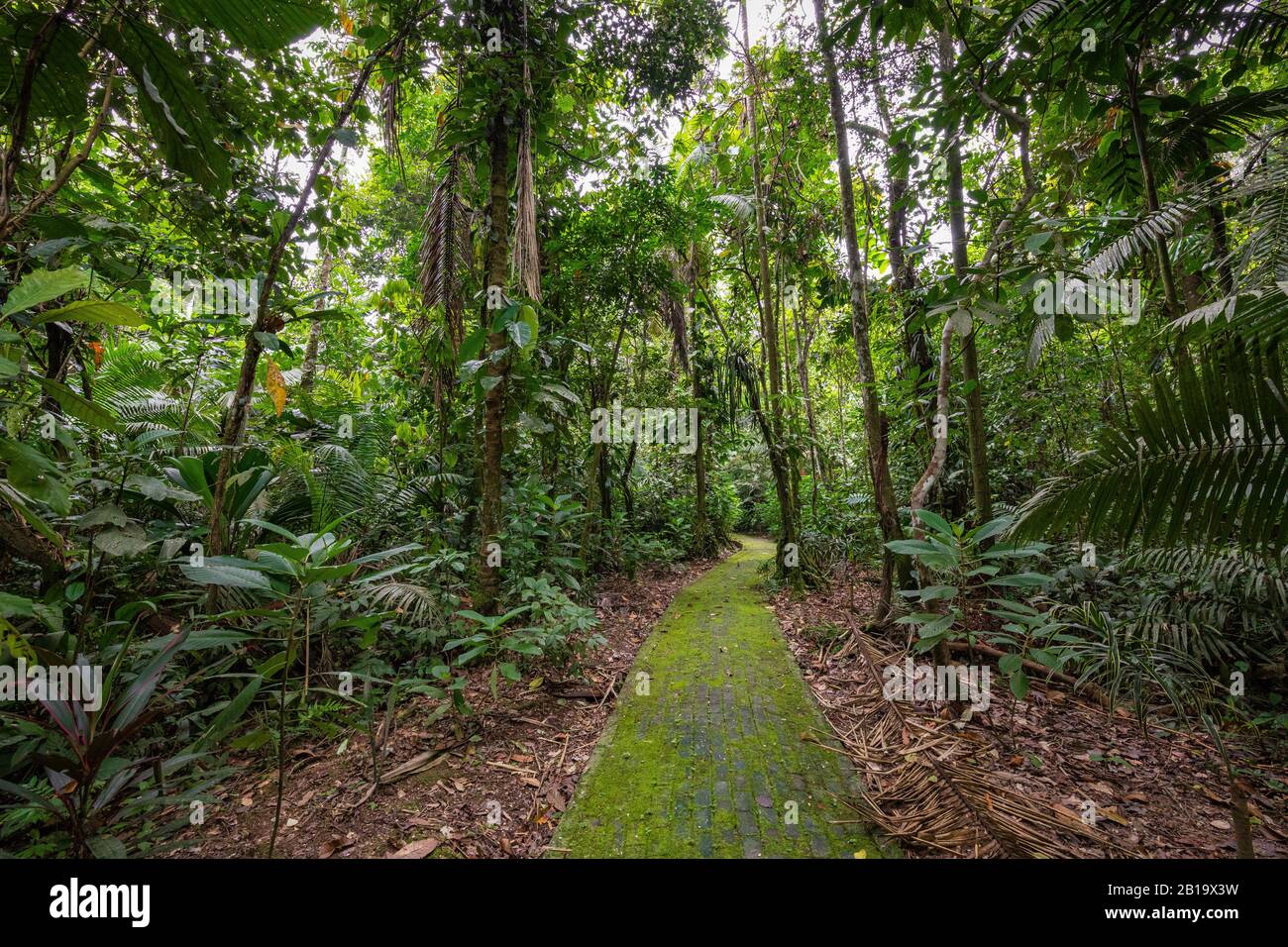 South America Tropical Forest Amazon Rainforest Of South America